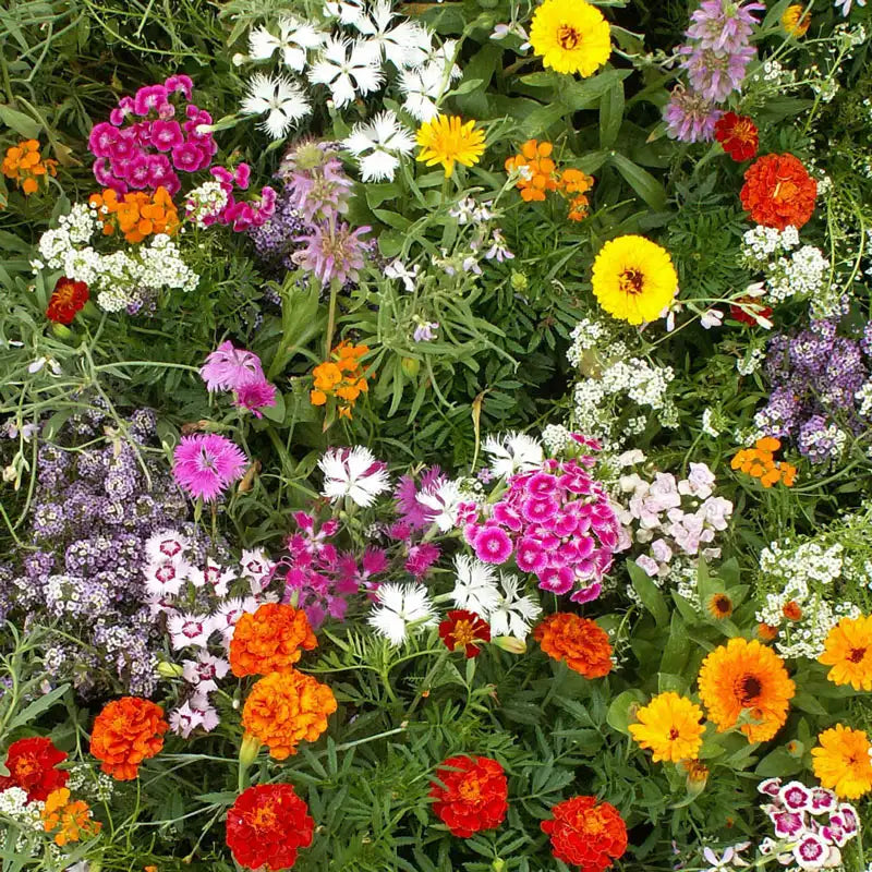 Fragrant Seed Mixture | Flower Seed for Sale from Gurney's Seed ...