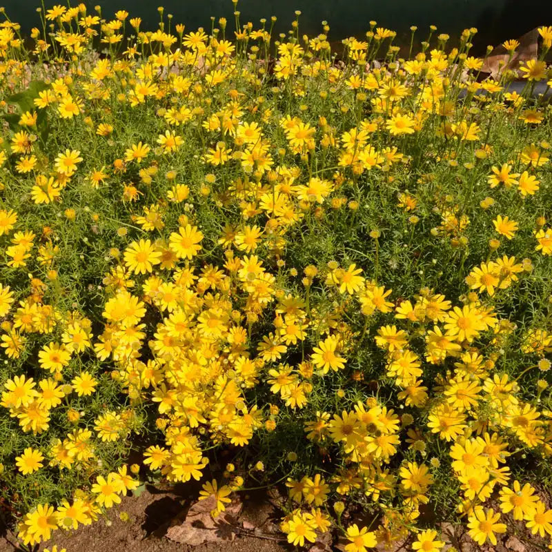 Dahlberg Daisy | Flower Seeds for Sale from Gurney's Seed & Nursery Co.