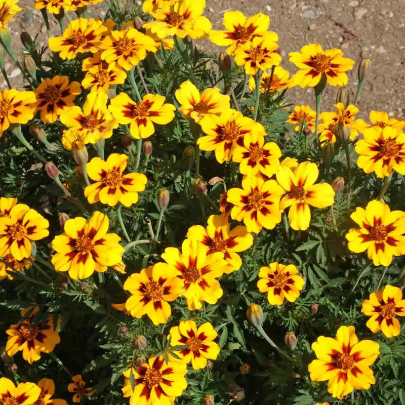 Dainty Marietta French Marigold | Seeds from Gurney's Seed & Nursery Co.
