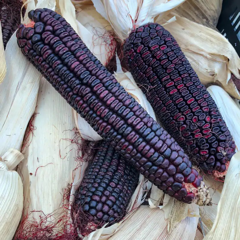 Jimmy Red Dent Corn Seed | Gurney's Seed & Nursery Co.