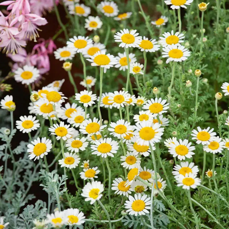 German Chamomile — Plant | Gurney's Seed & Nursery Co.
