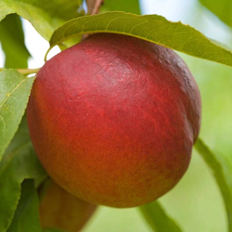 Goldmine White Nectarine – Gurney's Seed & Nursery Co.