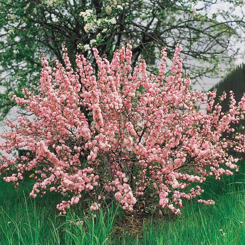 Flowering Almond Hedge | Shrubs for Sale from Gurney's Seed & Nursery Co.