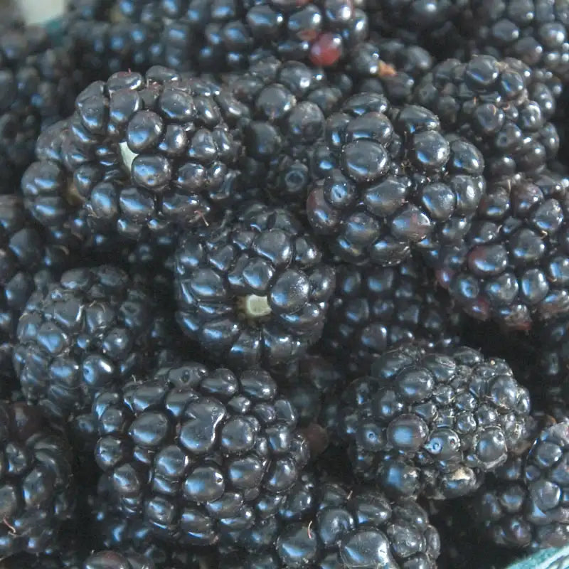 Ouachita Blackberry | Gurney's Seed & Nursery Co.