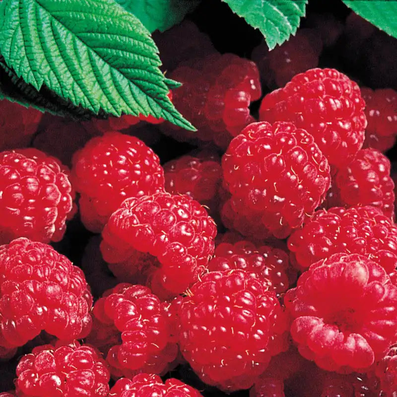 Red Latham Raspberry Plant | Gurney's Seed & Nursery Co.