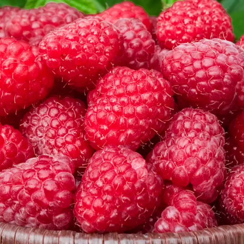 Canby Raspberry Plant | Gurney's Seed & Nursery Co.