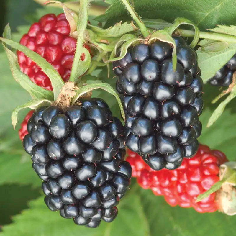 Apache Thornless Blackberry Plant | Gurney's Seed & Nursery Co.