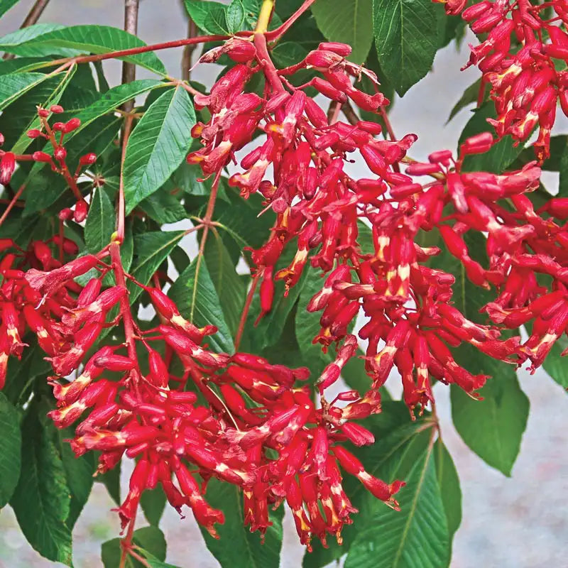 Dwarf Red Buckeye | Gurney's Seed & Nursery Co.