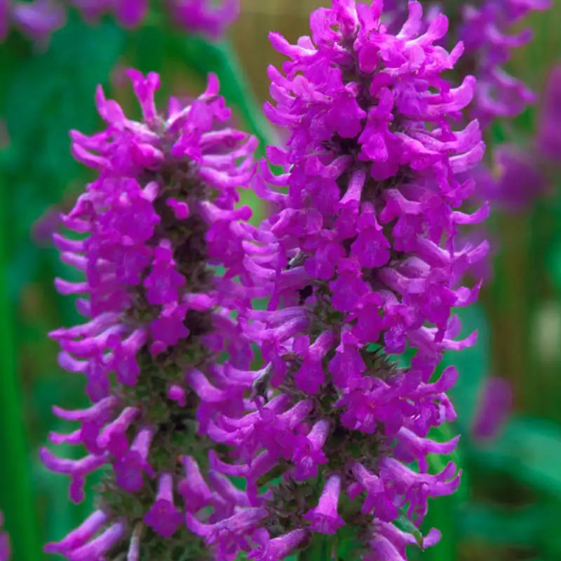 Hummelo Betony | Plants for Sale from Gurney's Seed & Nursery Co.