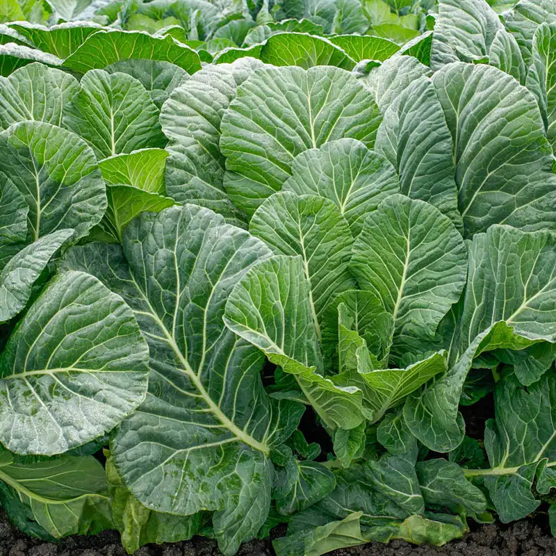 Top Chop Hybrid Collards | Seeds for Sale from Gurney's Seed & Nursery Co.