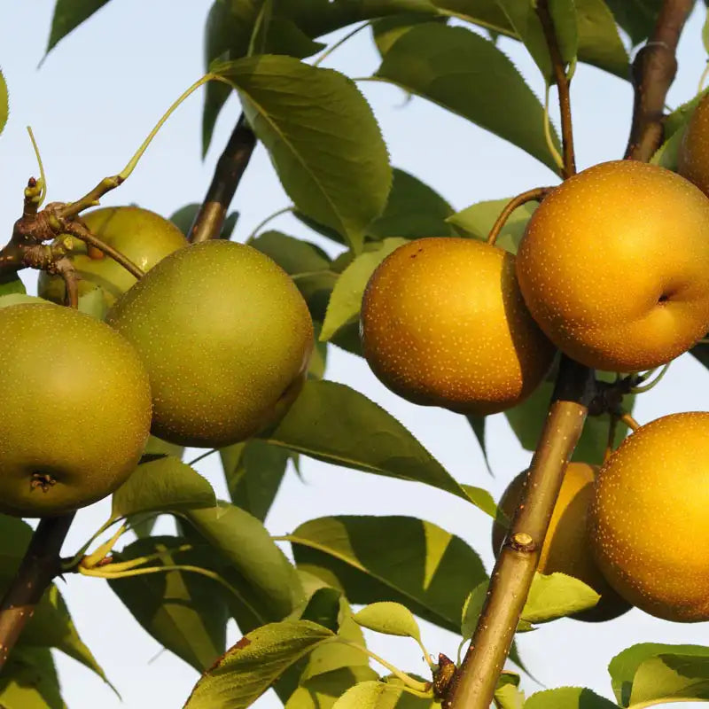 2-in-1 Asian Pear Tree | Gurney's Seed & Nursery Co.