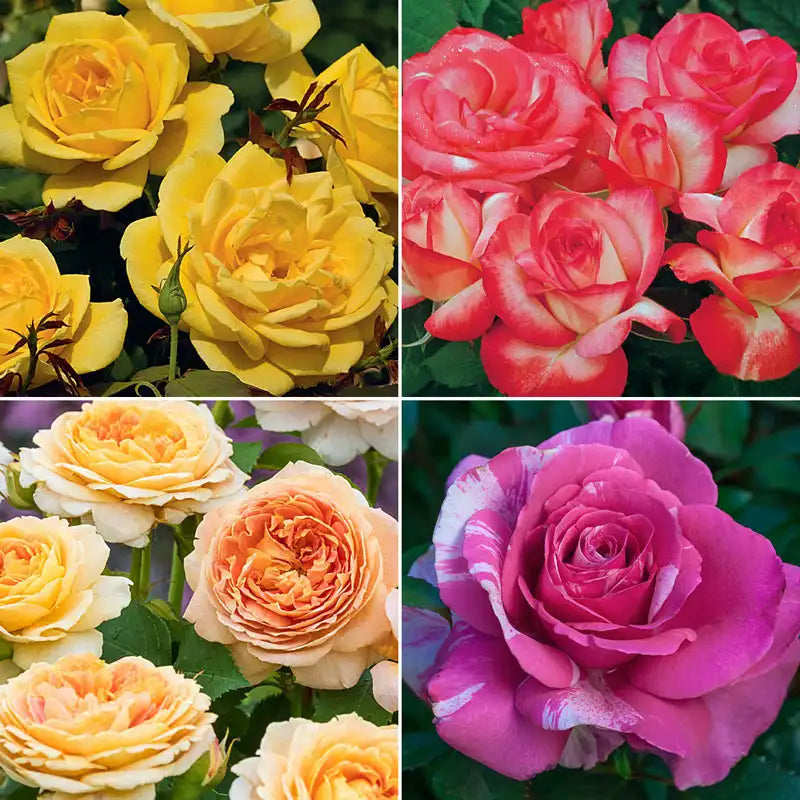 Our Choice Jumbo Grandiflora Rose - Shop Jumbo Roses | Gurney's Seed ...