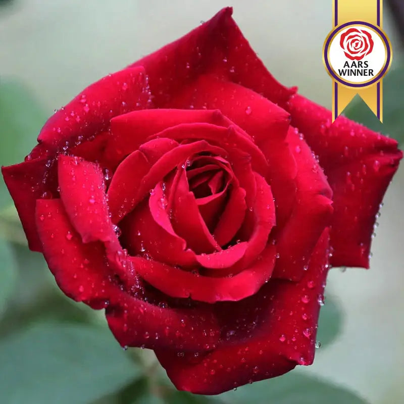 Chrysler Imperial Hybrid Tea Rose | Gurney's Seed & Nursery Co.