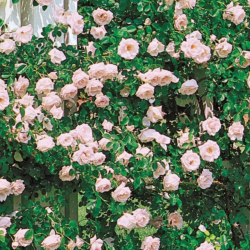 New Dawn Climbing Rose | Gurney's Seed & Nursery Co.