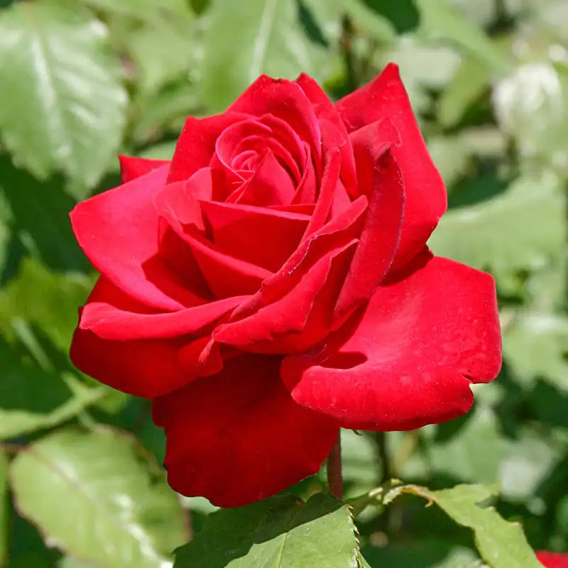 Olympiad Hybrid Tea Rose | Roses for Sale from Gurney's Seed & Nursery Co.