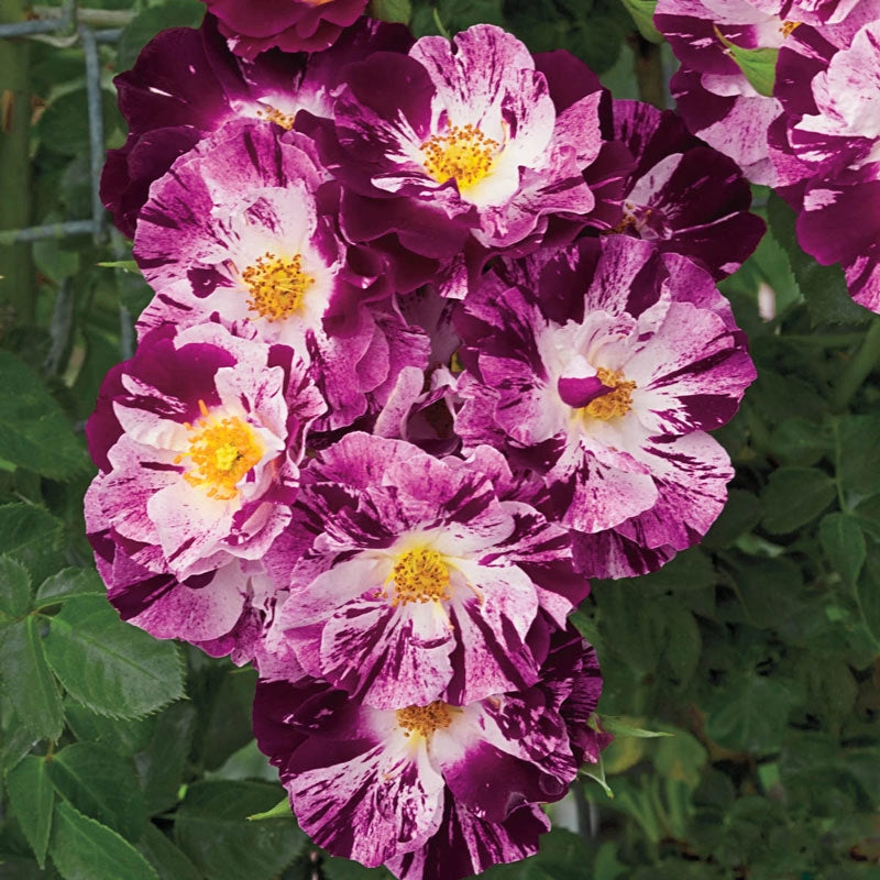 Purple Splash™ Climbing Rose | Gurney's Seed & Nursery Co.