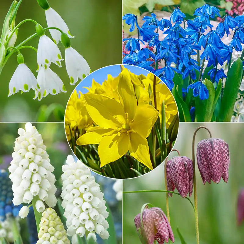 Pollinator Bulb Collection | Bulbs for Sale from Gurney's Seed ...