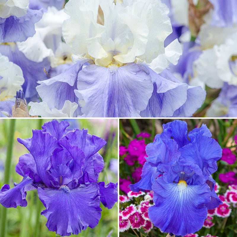 Blue Heaven Iris Collection | Plants for Sale from Gurney's Seed ...