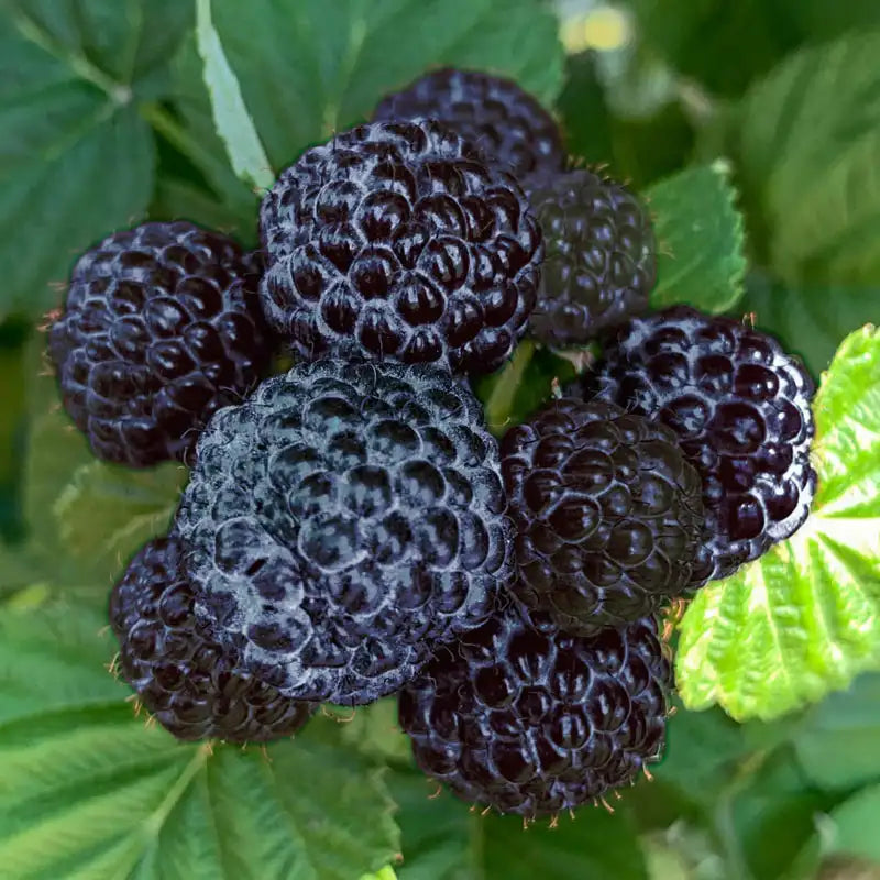 Born Free™ Thornless Black Raspberry Plant | Gurney's Seed & Nursery Co.