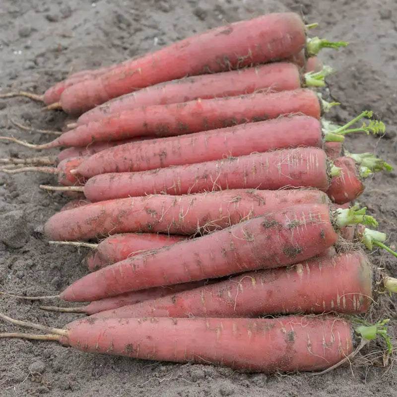 Redsun Hybrid Carrot Seed | Gurney's Seed & Nursery Co.