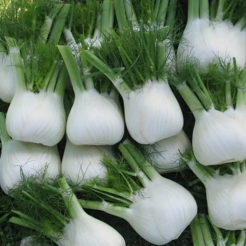 Dragon Hybrid Fennel Seed | Seeds and Plants from Gurney's Seed ...