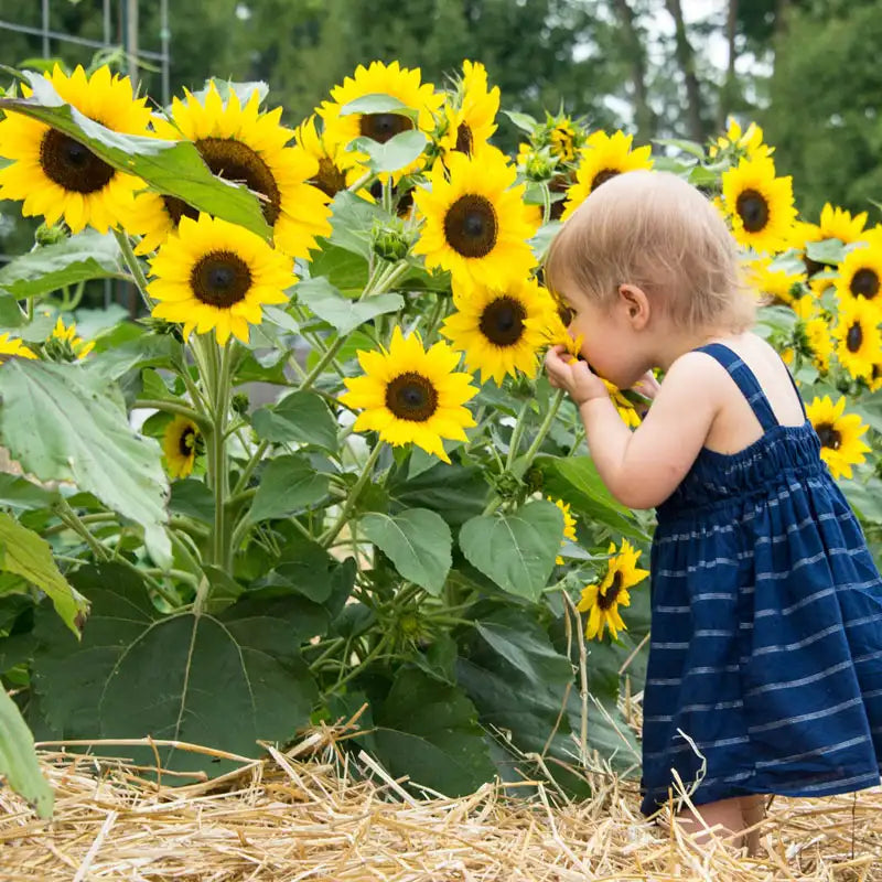Orange Hobbit Sunflower Seed | Flower Seeds from Gurney's Seed ...