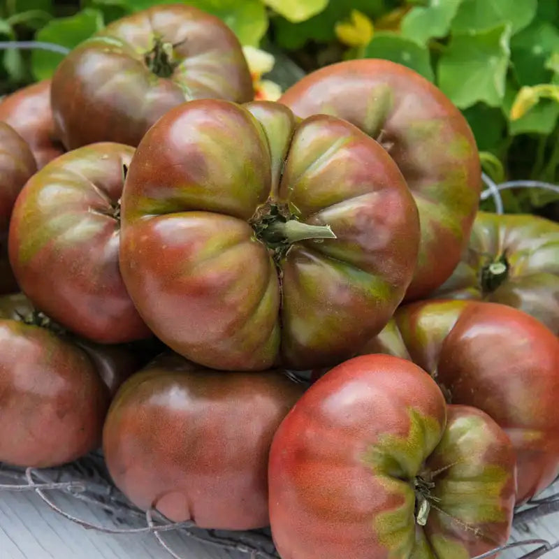 Cherokee Carbon Hybrid Tomato | Gurney's Seed & Nursery Co.