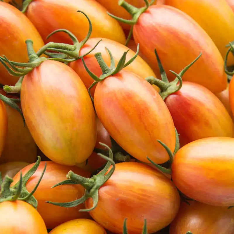 Artisan Blush Tomato Seed | Gurney's Seed & Nursery Co.