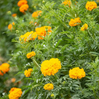 Crackerjack Mix Marigold | Shop Gurney's Seed & Nursery Co. Summer ...