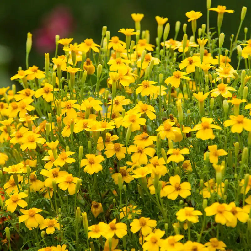 Signet Mix Marigold | Shop Gurney's Summer Flowers