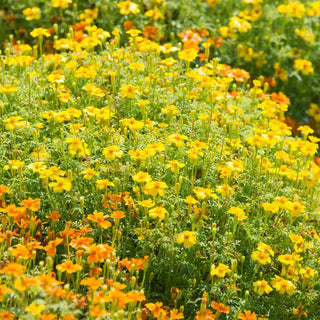 Signet Mix Marigold | Shop Gurney's Summer Flowers – Gurneys