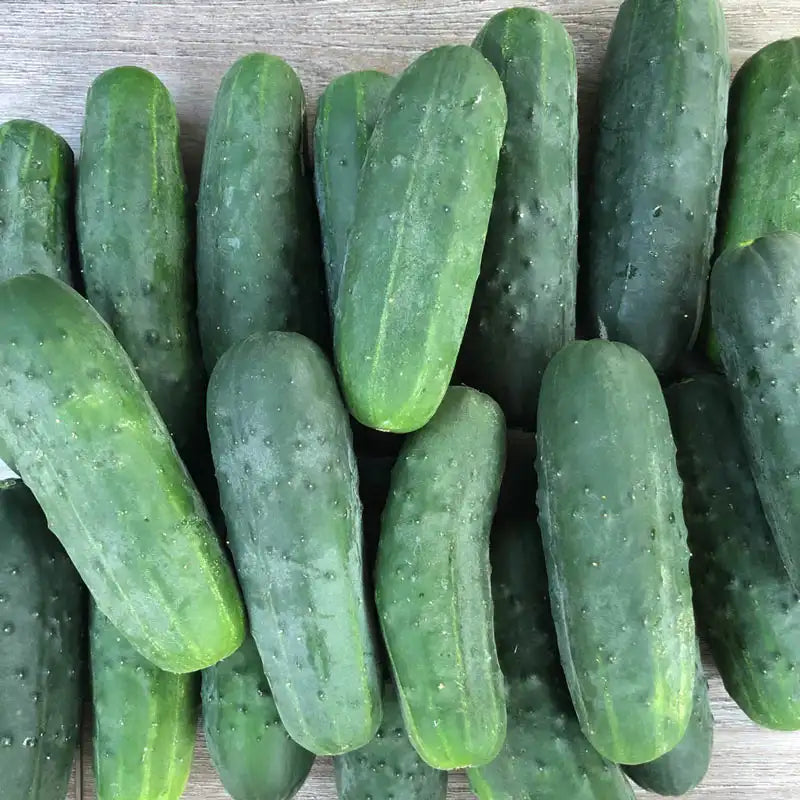 Super Max Hybrid Pickling Cucumber | Seeds from Gurney's Seed & Nursery Co.