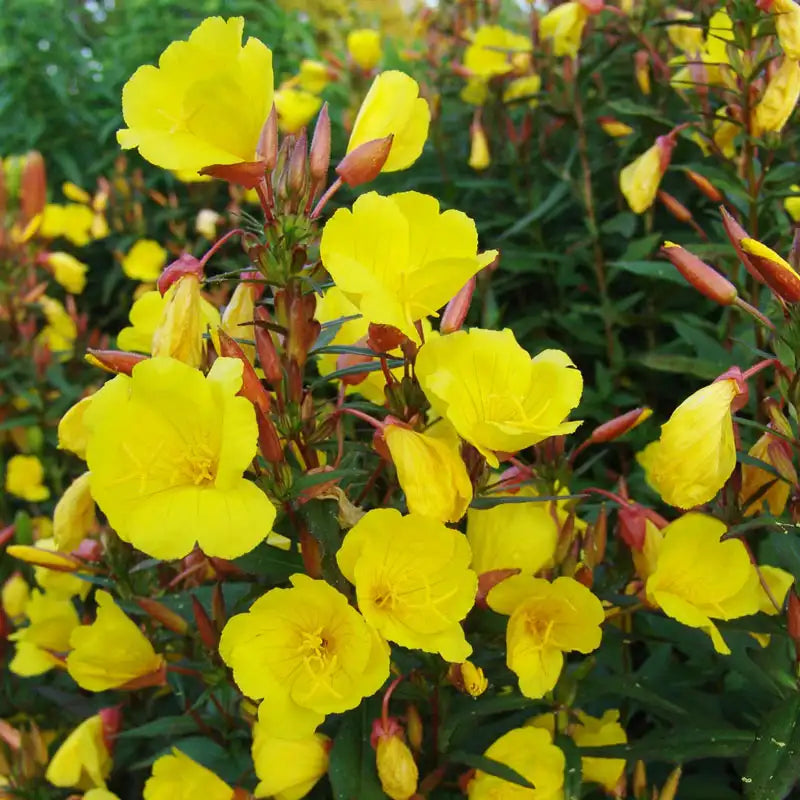 Fireworks Sundrops | Plants for Sale from Gurney's Seed & Nursery Co.