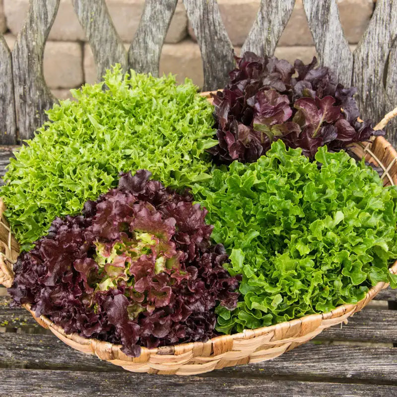 Eazyleaf® Lettuce Mix | Gurney's Seed & Nursery Co.