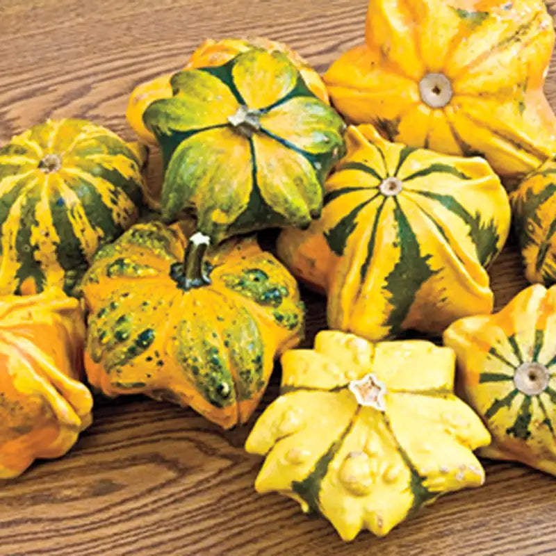 Daisy Gourd Seeds | Seeds and Plants from Gurney's Seed & Nursery Co.