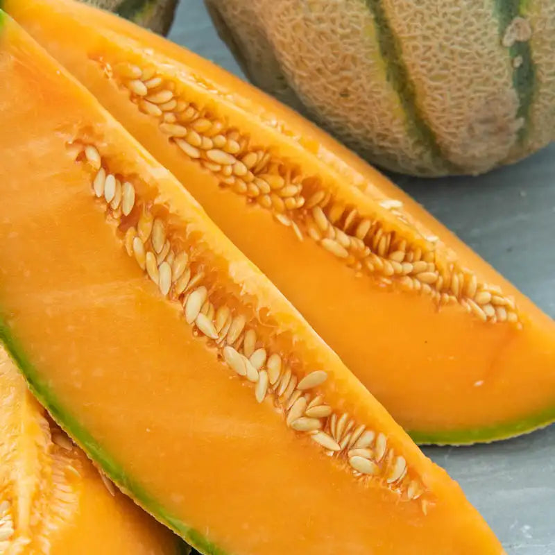 Portento Hybrid Tuscan Melon | Seeds from Gurney's Seed & Nursery Co.
