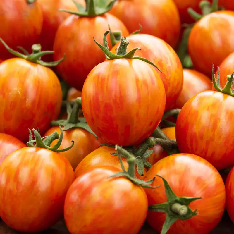 Sparky Cherry Hybrid Tomato | Gurney's Seed & Nursery Co.
