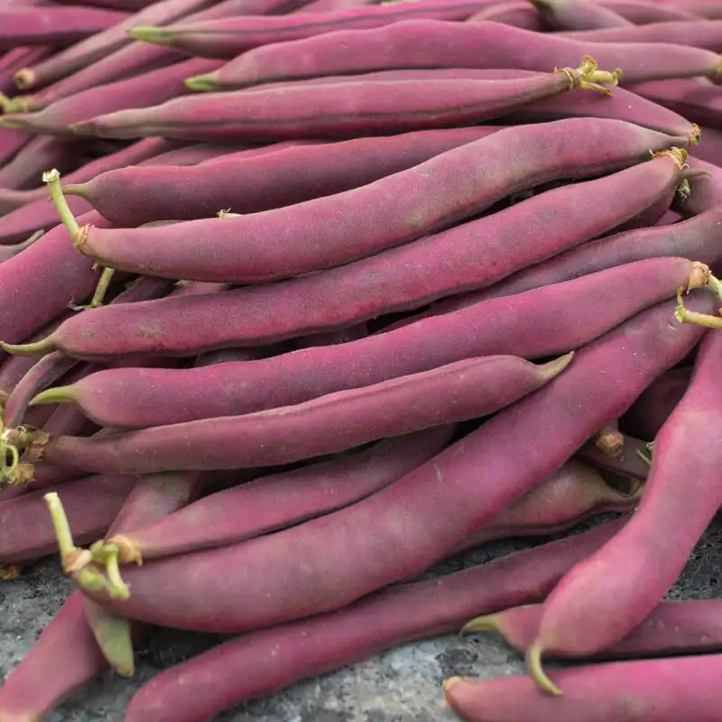 Red Swan Bush Bean Seed | Gurney's Seed & Nursery Co.