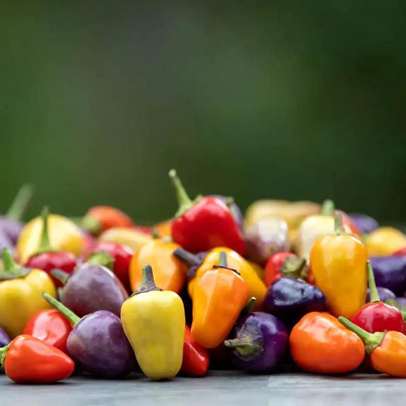 Chinese Five-Color Hot Pepper | Gurney's Seed & Nursery Co.