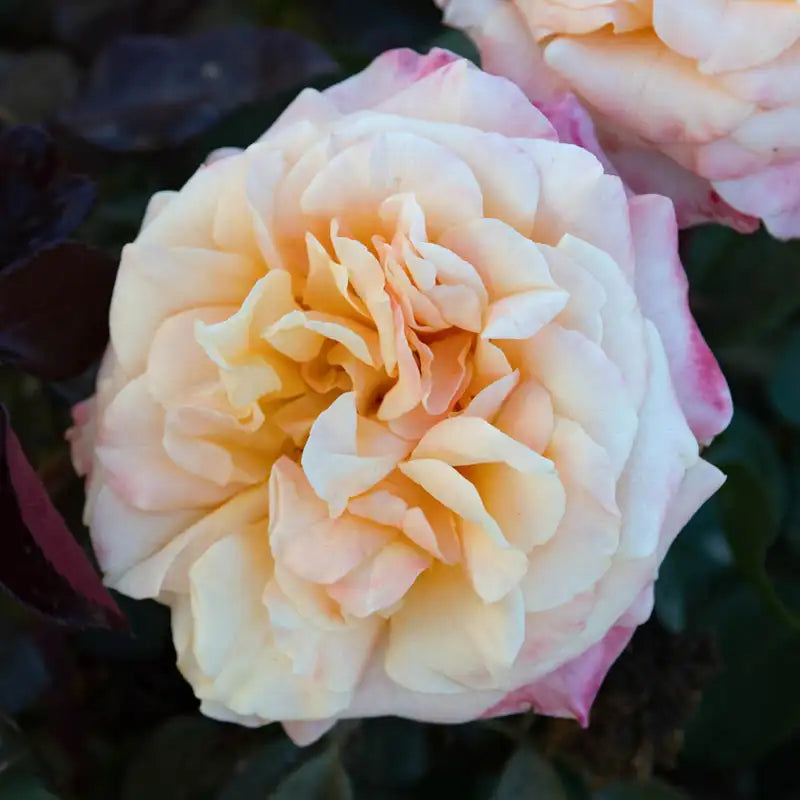 Buy Morning Glow Floribunda Rose | Gurney's Seed & Nursery