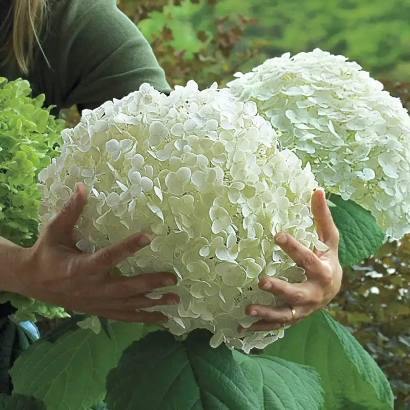Incrediball Hydrangea | Gurney's Seed & Nursery Co.