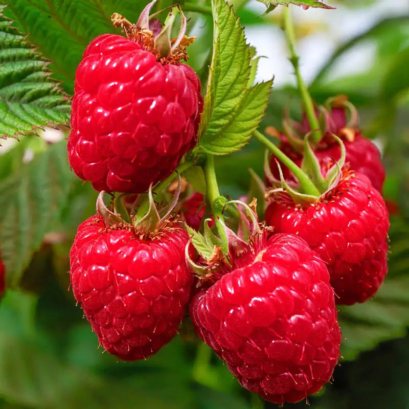 Lewis Raspberry – Gurney's Seed & Nursery Co.