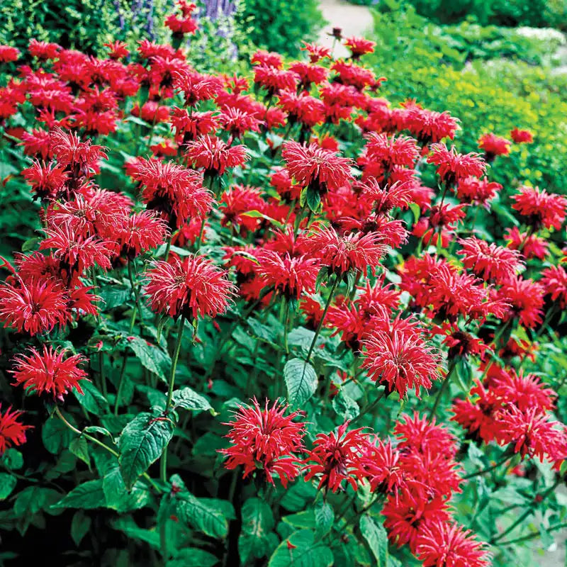 Buy Gardenview Scarlet Bee Balm | Perennials from Gurney's Seed ...