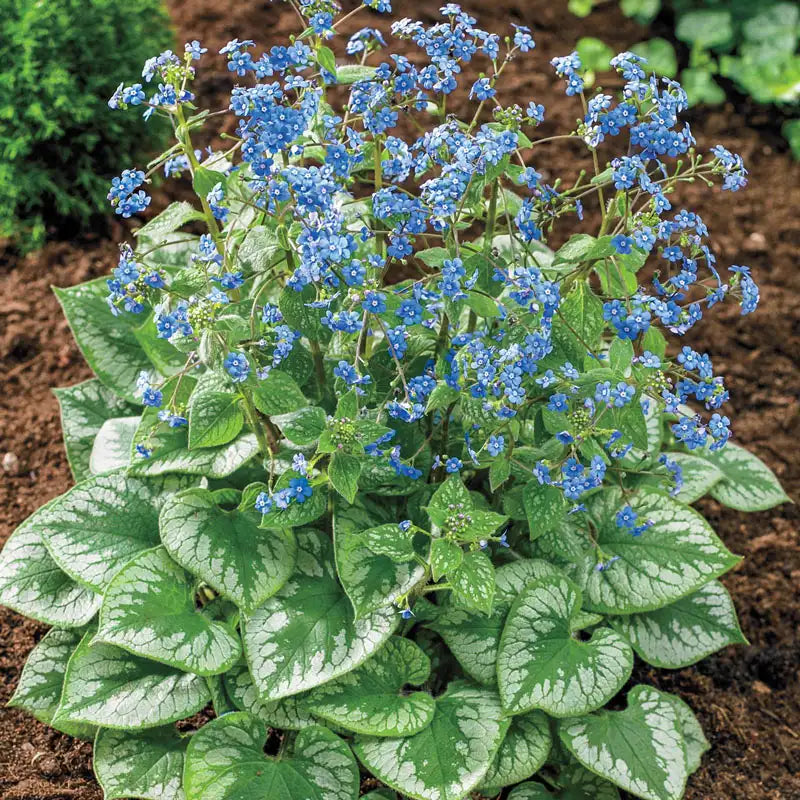 Buy Emerald Mist Brunnera Shade Perennial from Gurney's Seed & Nursery Co.