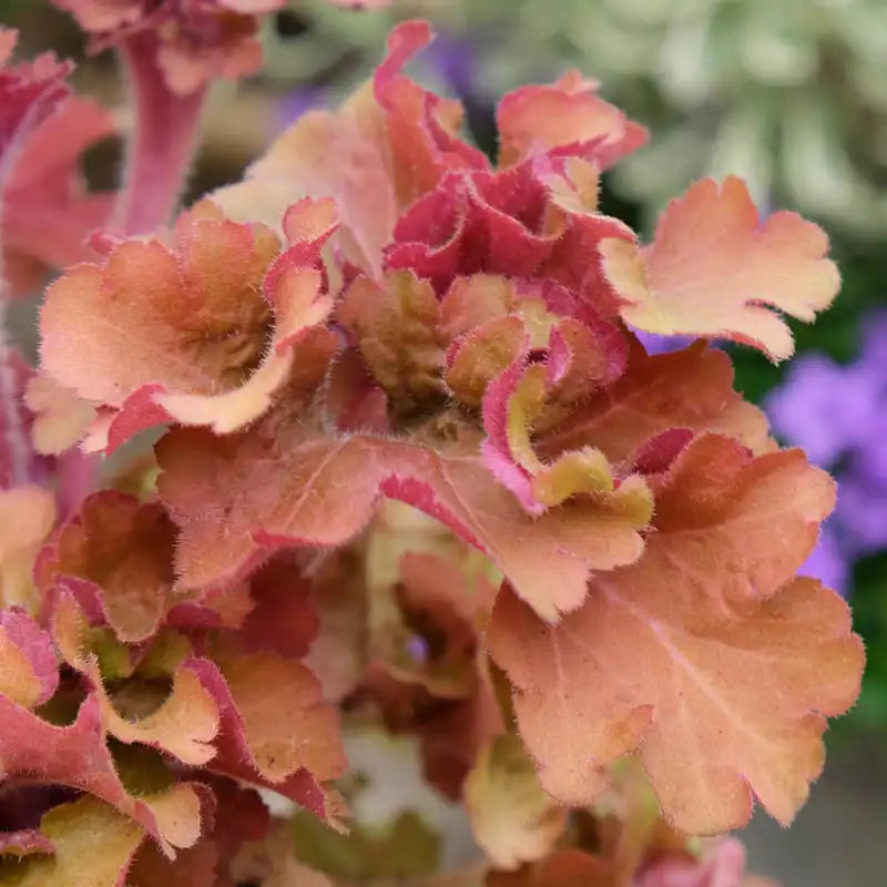 Buy Frilly Coral Bells Shade Perennial from Gurney's Seed & Nursery Co.