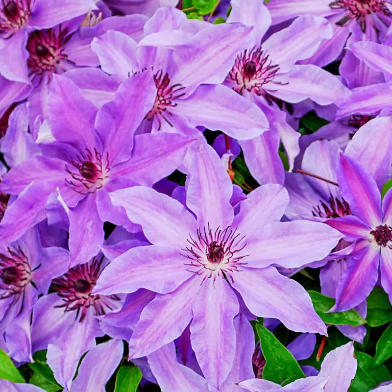 Blue Ravine Clematis | Gurney's Seed & Nursery Co.