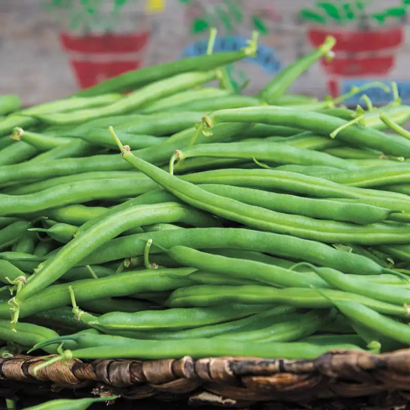 McCaslan Pole Bean | Gurney's Seed & Nursery Co.
