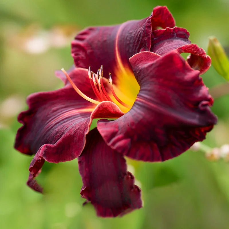 Ruby Stella Reblooming Daylily – Gurney's Seed & Nursery Co.