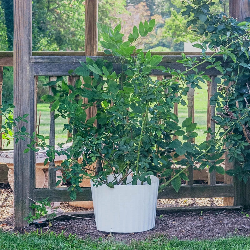 Rose Collars Fos Sale | Gurney's Seed & Nursery Co.