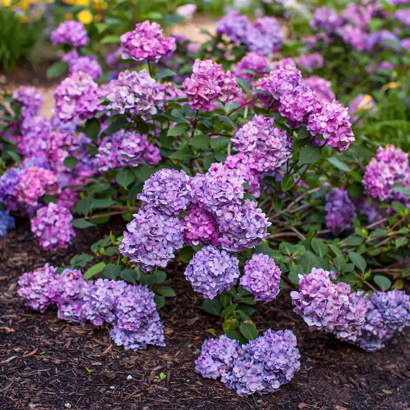 Endless Summer Bloomstruck – Gurney's Seed & Nursery Co.